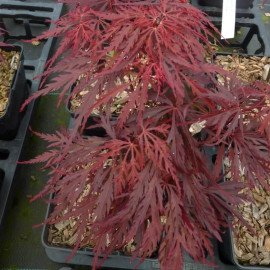 Erable du Japon pourpré - Vente Acer palmatum 'Firecracker'