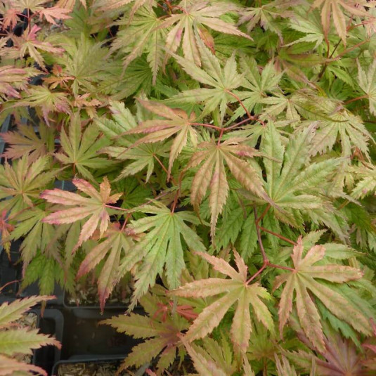 Acer palmatum 'Ariadne' - Vente érable du Japon