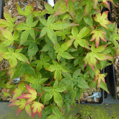 Arbustes moyens entre 60 cm et 1.5m (13)