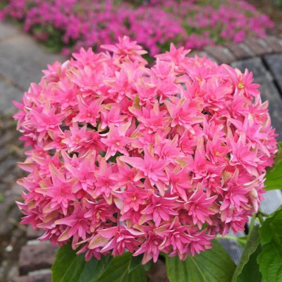 Hydrangea macrophylla You&Me® 'Princess Diana - Vente Hortensia compact