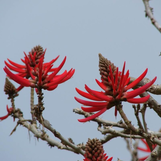 Arbre corail - Erythrina corallodendron - Vente Erythrine