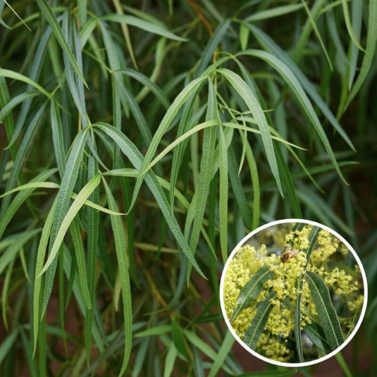 Vente Searsia lancea - Sumac africain à feuilles de saule - Karee