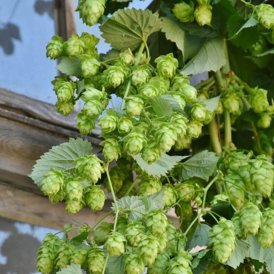Humulus lupulus 'Early bird' - Vente de Houblon pour faire de la bière