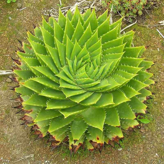 Agave polyphylla - Vente plant Aloès spirale