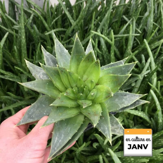 Agave polyphylla - Vente plant Aloès spirale