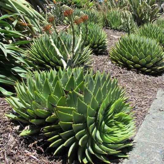 Agave polyphylla - Vente plant Aloès spirale