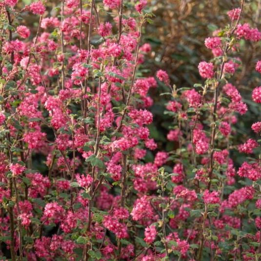 Groseillier Cassis fleurs 'Amore'- Vente Ribes sanguineum