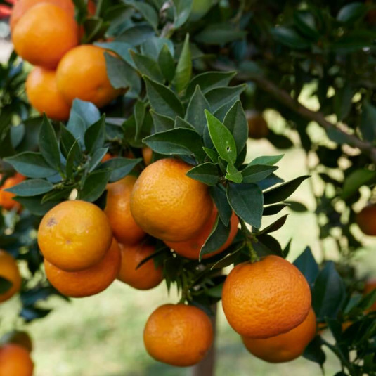 Mandarinier chinois greffé - Chinotto - Vente Citrus aurantium 'Myrtifolia'