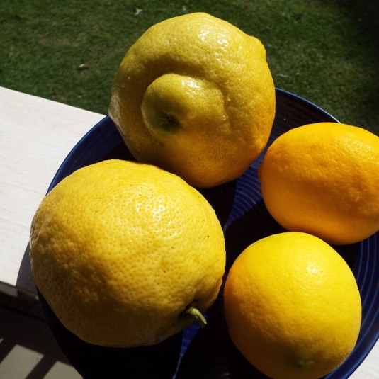 Citron géant - Vente Citrus x limon ‘Ponderosa’