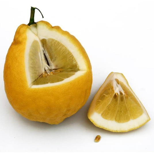 Citron géant - Vente Citrus x limon ‘Ponderosa’