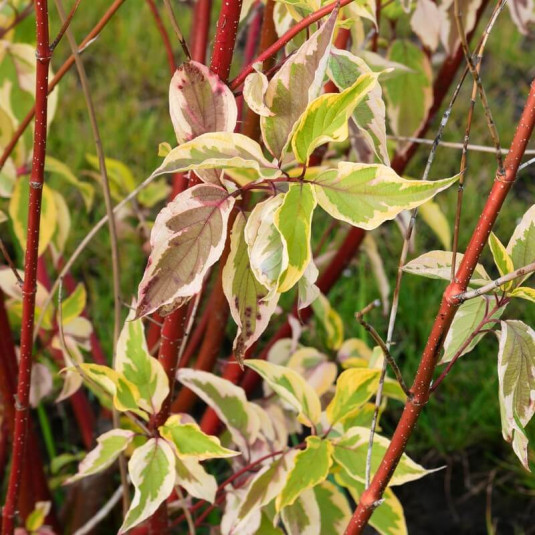Cornus alba 'Spaethii' - Cornouiller blanc panaché