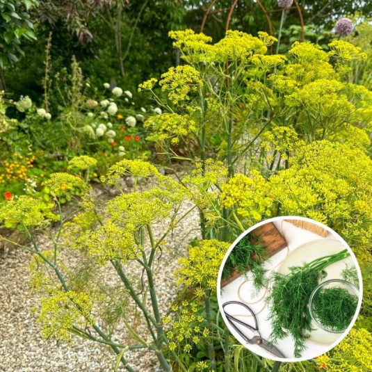 Fenouil commun - Foeniculum vulgare - Vente Aneth doux