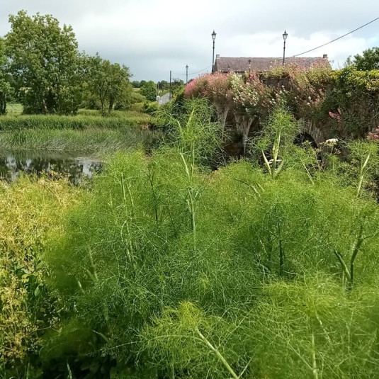 Fenouil commun - Foeniculum vulgare - Vente Aneth doux