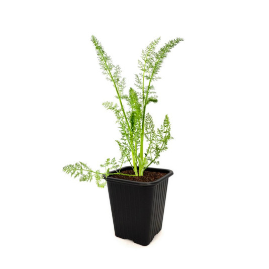 Fenouil commun - Foeniculum vulgare - Vente Aneth doux