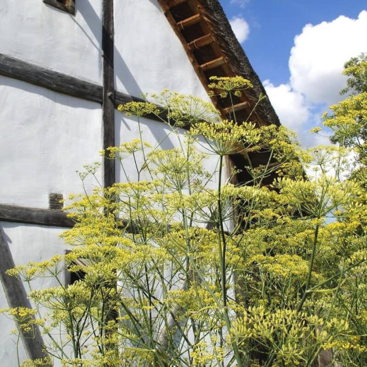 Fenouil commun 'Giant Bronze' - Foeniculum vulgare - Vente fenouil pourpre