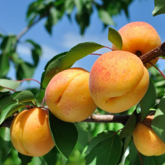 Abricotier 'Luizet' - Variété pour climat continental