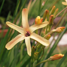 Ixia paniculé 'Eos' – Lis des blés - Vente plante bulbeuse aux fleurs ...