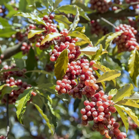 Elaeagnus umbellata 'Brilliant rose' – Vente Eleagnus à fruits rouge-rosé