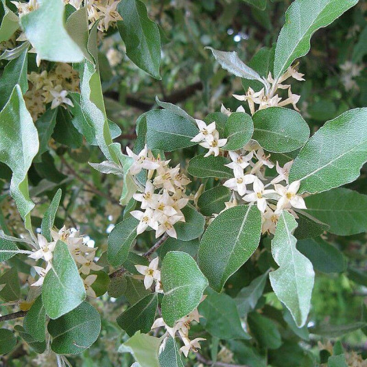 Elaeagnus umbellata 'Brilliant rose' – Vente Eleagnus à fruits rouge-rosé