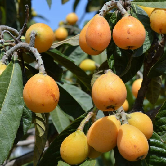 Néflier du Japon 'Algar 72' ARGELINO® – Vente Eriobotrya japonica ...