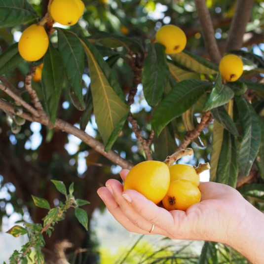 Néflier du Japon 'Golden nugget' – Vente Eriobotrya japonica - Plant de ...