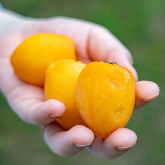 Néflier du Japon 'Tanaka' – Vente Eriobotrya japonica - Plant de Bibacier