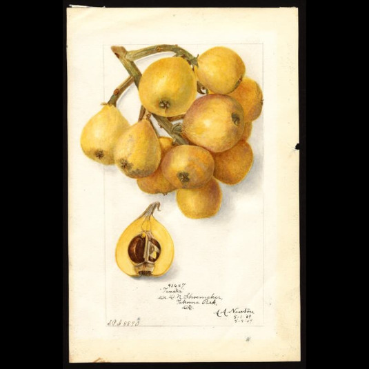 Néflier du Japon 'Tanaka' – Vente Eriobotrya japonica - Plant de Bibacier