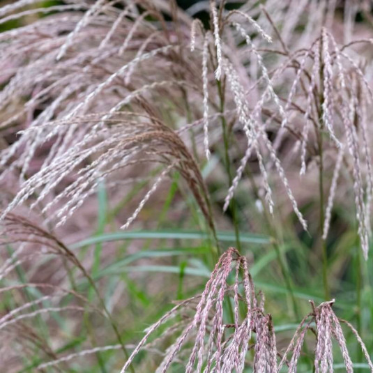 Miscanthus sinensis 'Flamingo' - Roseau de Chine rose