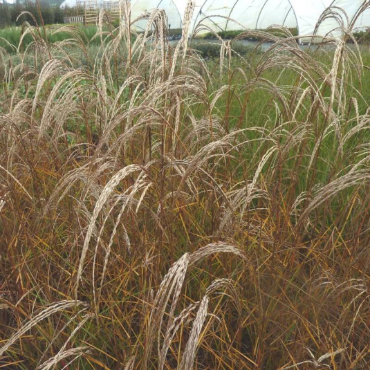 Miscanthus sinensis 'Flamingo' - Roseau de Chine rose