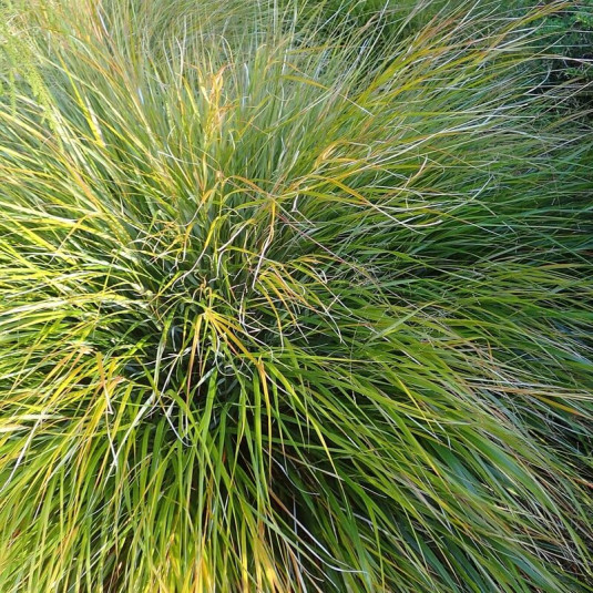 Anemanthele lessoniana 'Sirocco' - Vente Stipe orange
