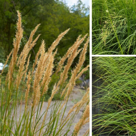Achnatherum Calamagrostis Algau