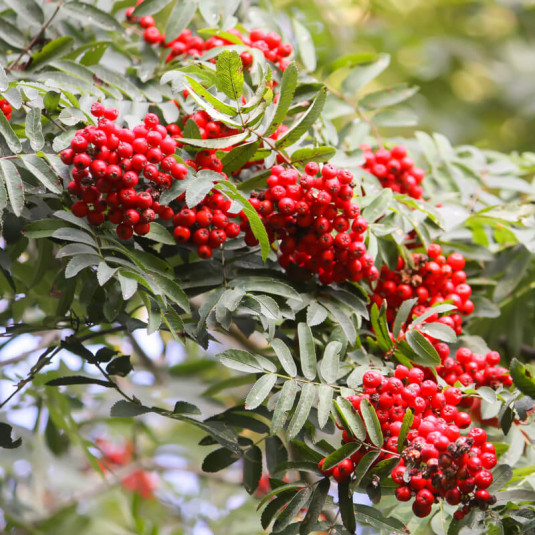 Sorbopyrus 'Rubinovaja' – Vente Sorbier hybride