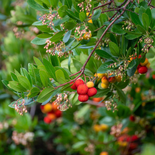 Arbousier - Arbouse - Arbutus unedo - Vente Arbre aux fraises