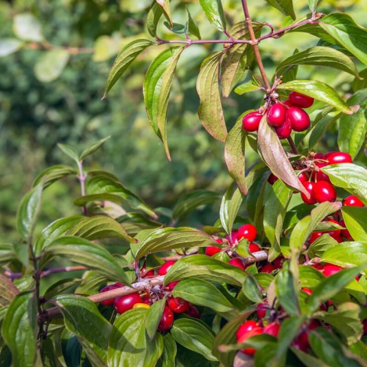 Cornouiller mâle 'Raciborski' - Vente Cornus mas à gros fruits