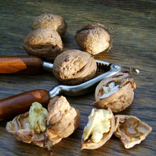 Noyer rustique - Vente Juglans regia 'Corne du Perigord'