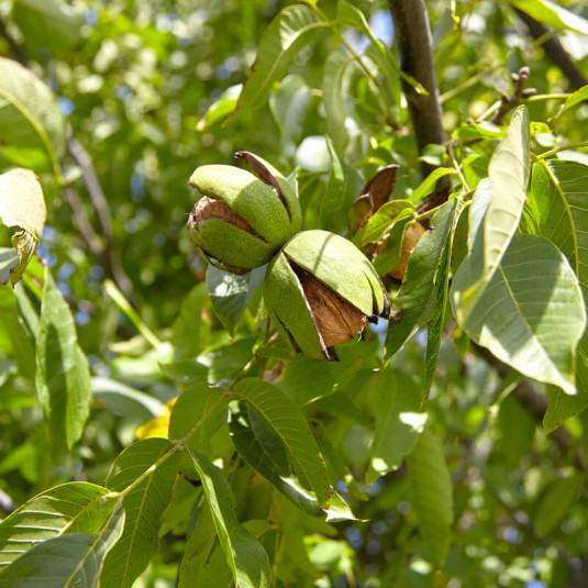 Noyer rustique - Vente Juglans regia 'Corne du Perigord'