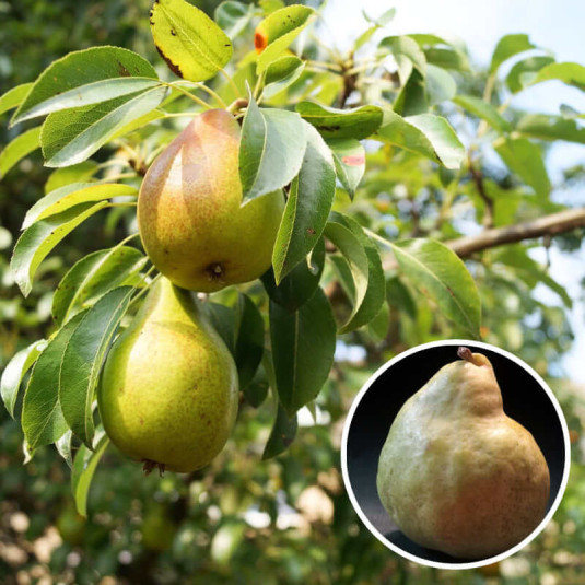 Poirier ancien 'Marguerite Marillat' – Vente Pyrus communis à très ...
