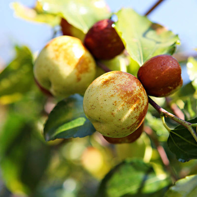 Fruitiers rares - Arbustes fruitiers - Vente en ligne
