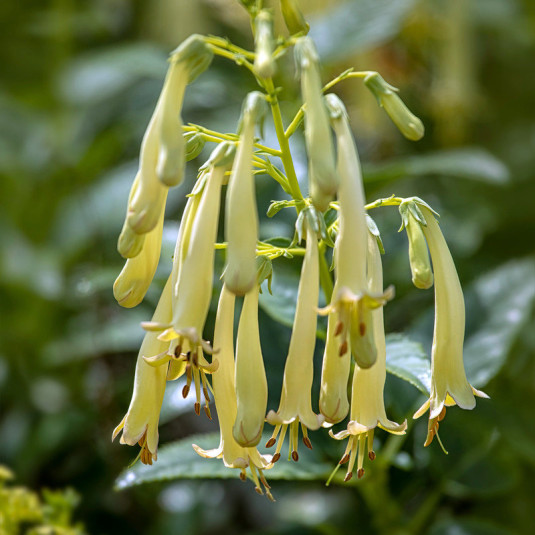 Fuchsia du cap crème - Vente Phygelius 'Cream'