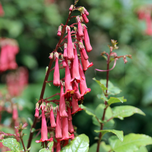 Fuchsia du cap rouge - Vente Phygelius 'Red'